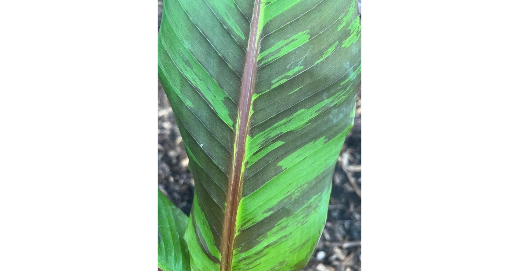 Musa Sikkimensis 'Ever Red' - Banánvilág webáruház